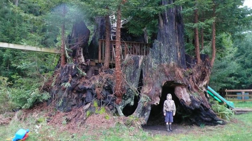 Conservationists Planted A Super-Grove Of Cloned Redwood Trees From ...