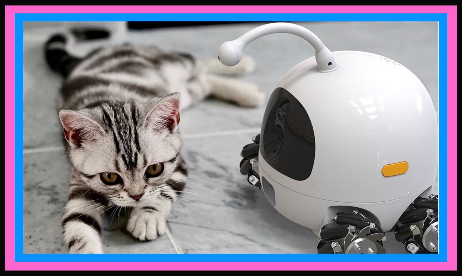 Rocki Robot Shoots Out Treats And Plays With Home-Alone Pets