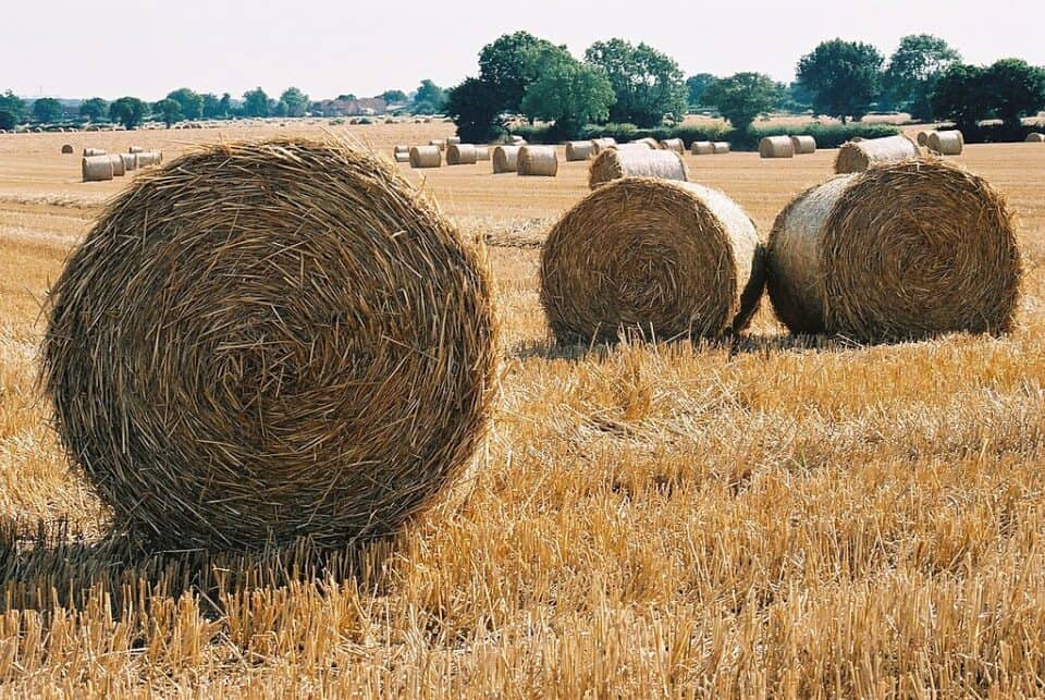 Finding Quality Hay And Its Characteristics
