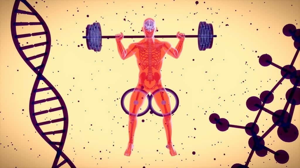 Everything To Know About Myostatin: From Genetics to Muscle Growth