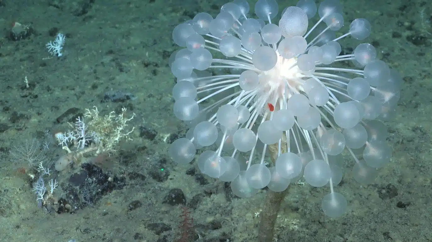Amazing Deep Sea Antarctic Coral Gardens Thrive on Seafloor ...